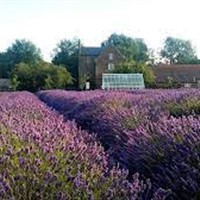 Hunstanton & Norfolk Lavender